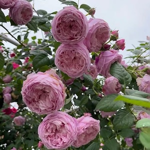 Rose “ausbite” English Climbing Rose Ownroot Plant, 1 Gallon - Etsy