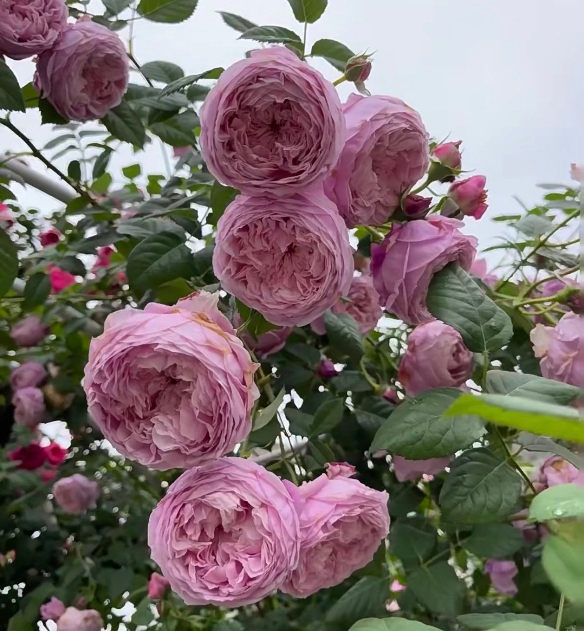Rose “ausbite” English Climbing Rose Ownroot Plant, 1 Gallon - Etsy
