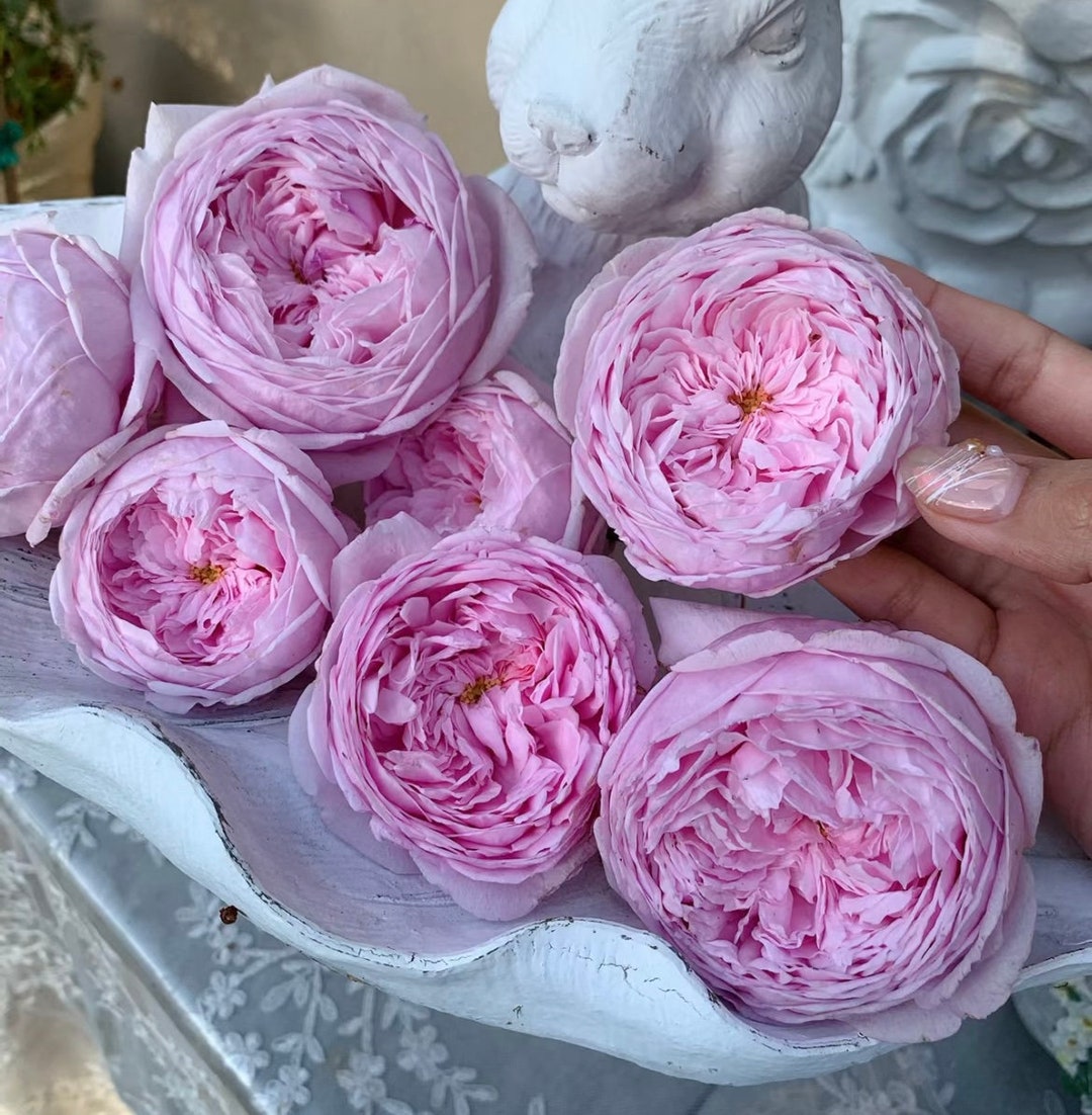 Rose “ausbite” English Climbing Rose Ownroot Plant, 1 Gallon - Etsy