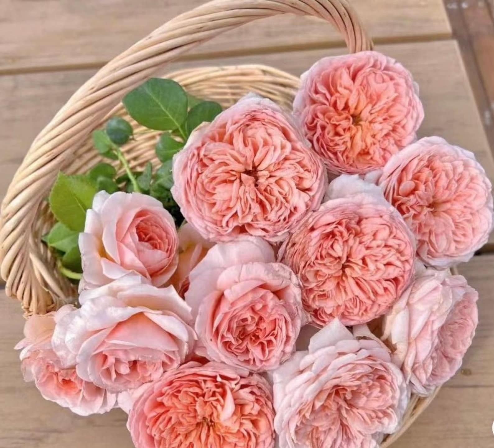 Rose “auscot” English Climbing Rose Ownroot Plant, 1 Gallon - Etsy