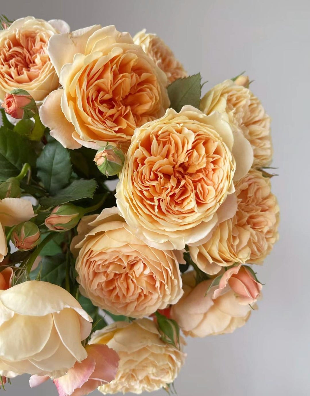 Rose auswinter English Climbing Rose Ownroot Plant, 1 Gallon 1.5-2 ...