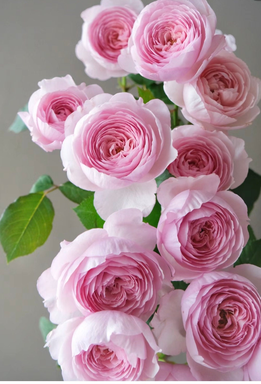 Rose “ausham” English Shrub Rose Ownroot Plant, 1 Gallon - Etsy Canada