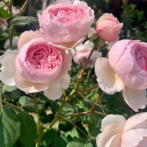 Rose “ausham” English Shrub Rose Ownroot Plant, 1 Gallon - Etsy