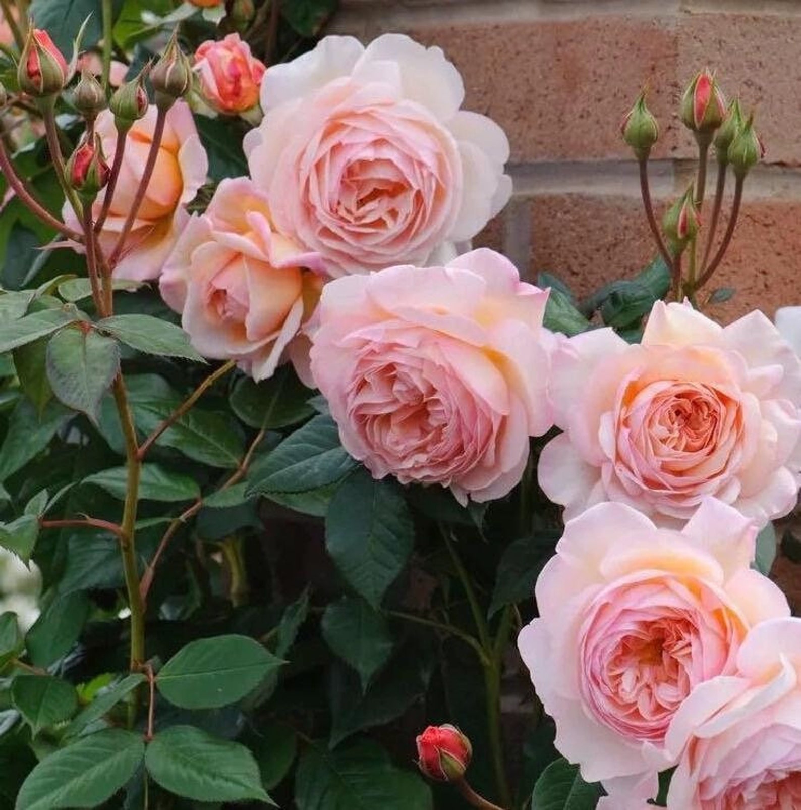 Rose “auscot” English Climbing Rose Ownroot Plant, 1 Gallon - Etsy