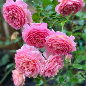 Rose “aushunter” English Shrub Rose Ownroot Plant, 1 Gallon - Etsy
