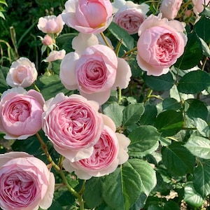 Rose “ausham” English Shrub Rose Ownroot Plant, 1 Gallon - Etsy