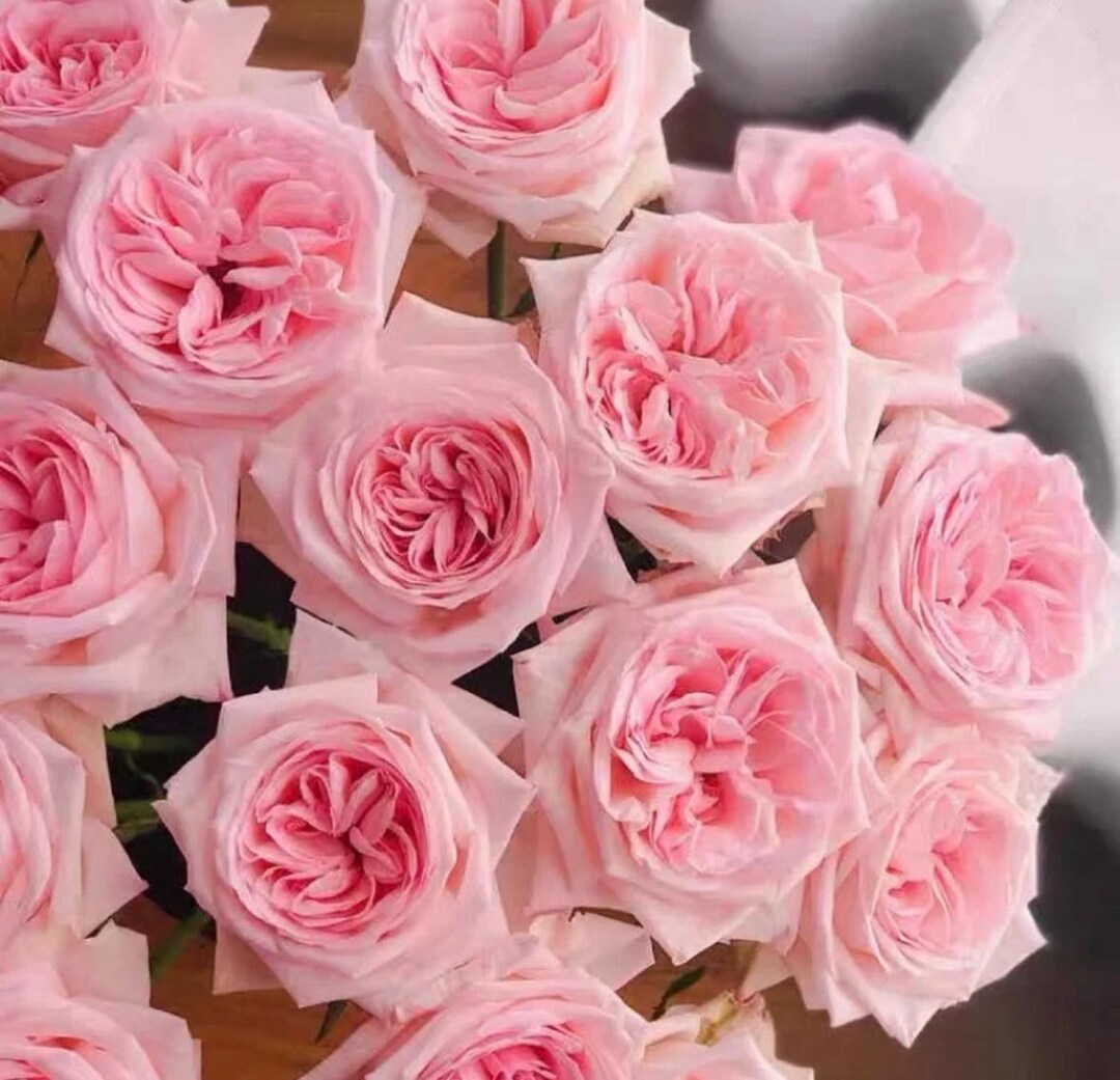 French Florist Rose Pink Strong Fragrant Rose Live Plant Ownroot, 1 ...