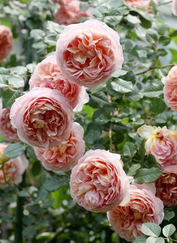 Rose “auscot” English Climbing Rose Ownroot Plant, 1 Gallon - Etsy