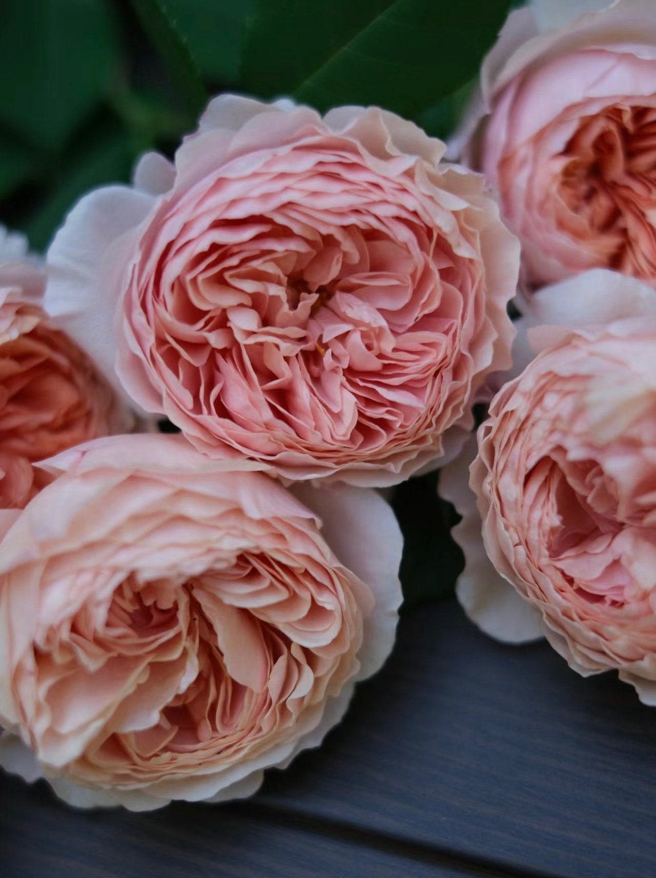 Rose “austir/ Auswill” English Climbing Rose Ownroot Plant, 1 Gallon - Etsy