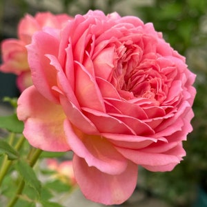 Rose “aushunter” English Shrub Rose Ownroot Plant, 1 Gallon - Etsy