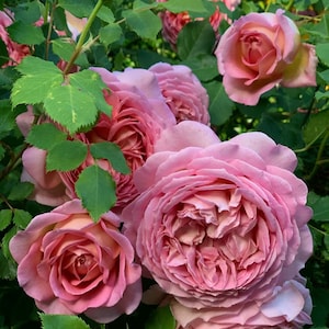 Rose “aushunter” English Shrub Rose Ownroot Plant, 1 Gallon - Etsy