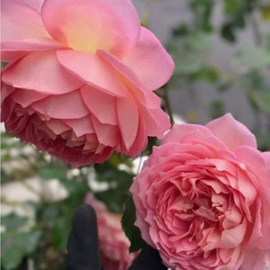 Rose “aushunter” English Shrub Rose Ownroot Plant, 1 Gallon - Etsy