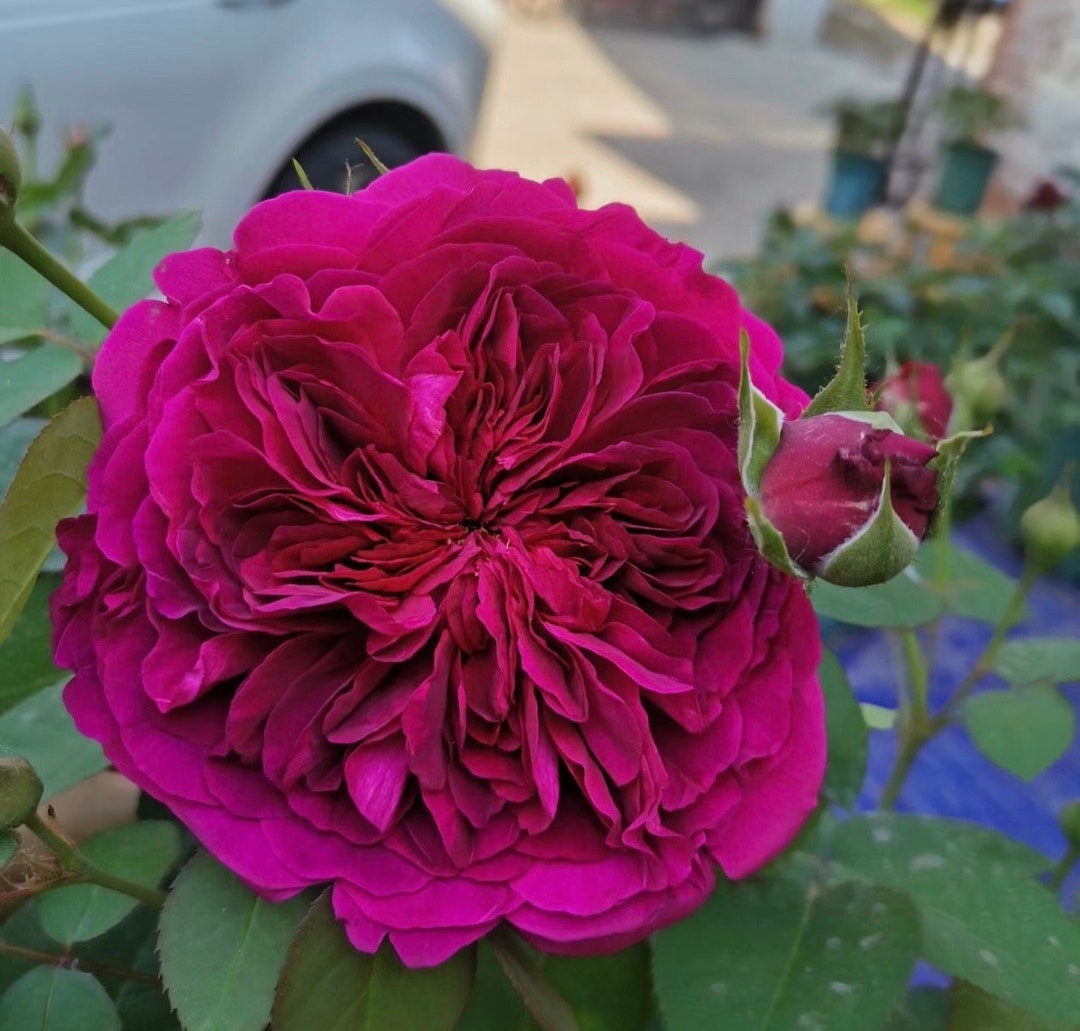 Rose ausromeo English Red Shrub Rose Ownroot Plant, 1 Gallon 1.5-2 ...