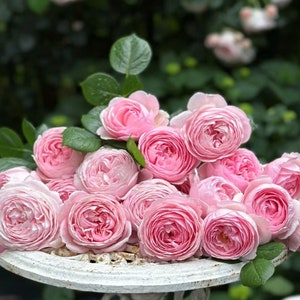 Rose “ausham” English Shrub Rose Ownroot Plant, 1 Gallon - Etsy Canada