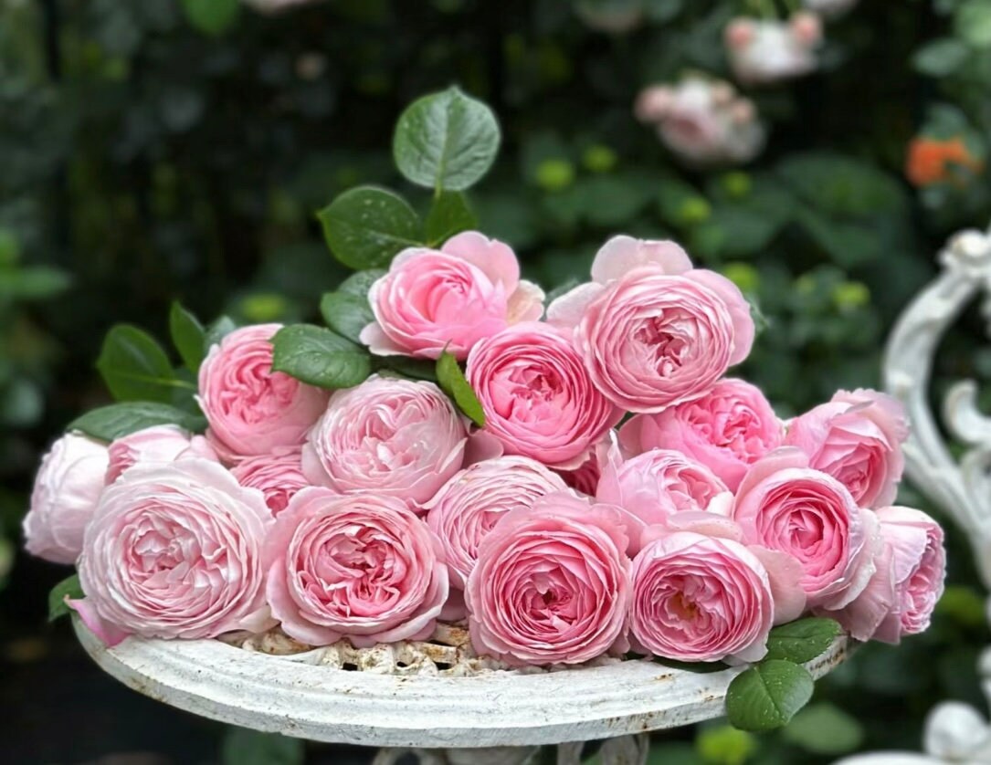 Rose “ausham” English Shrub Rose Ownroot Plant, 1 Gallon - Etsy