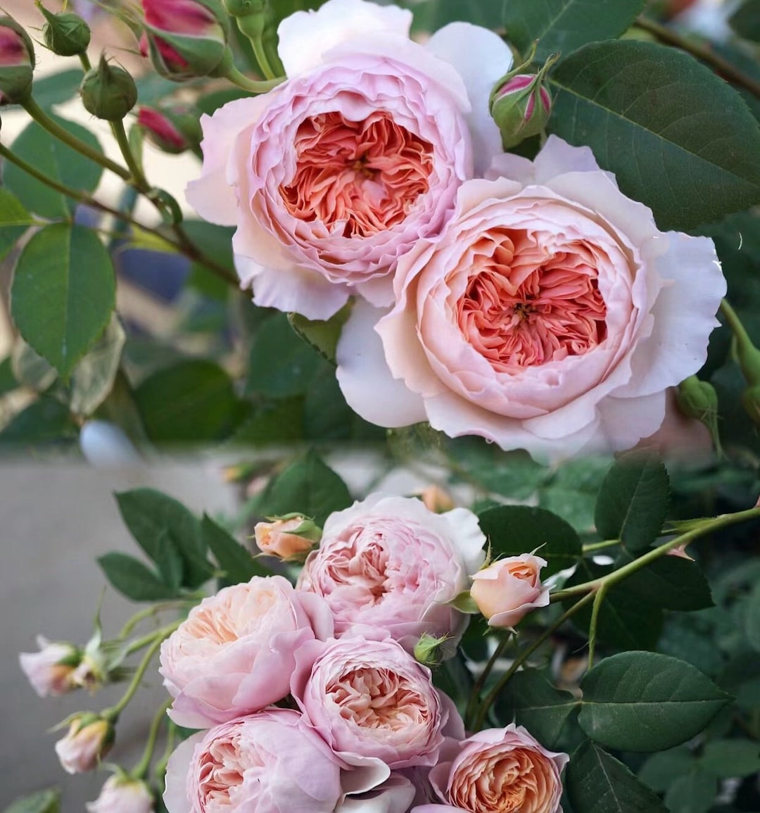 Rose “austir/ Auswill” English Climbing Rose Ownroot Plant, 1 Gallon - Etsy