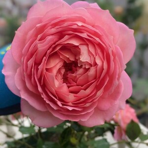 Rose “aushunter” English Shrub Rose Ownroot Plant, 1 Gallon - Etsy