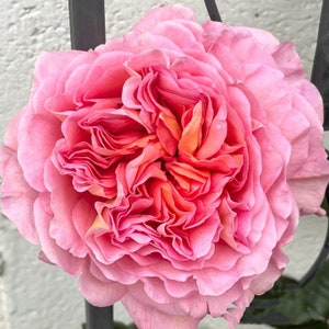 Rose “auscot” English Climbing Rose Ownroot Plant, 1 Gallon - Etsy