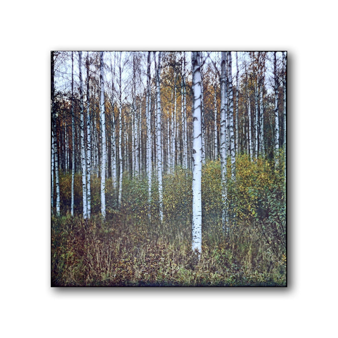 Birch Grove in Norway, Autumn, Photography Art Print, Norwegian Nature ...