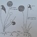 Chytrids & Zygos - Original Ink Drawing on Paper, 11" X 15", Science ...