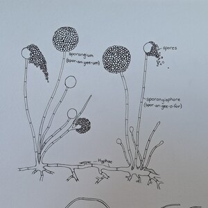 Chytrids & Zygos - Original Ink Drawing on Paper, 11" X 15", Science ...
