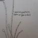Chytrids & Zygos - Original Ink Drawing on Paper, 11" X 15", Science ...