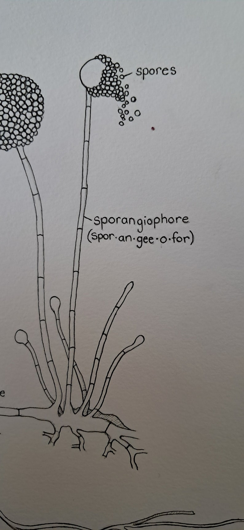 Chytrids & Zygos Original Ink Drawing on Paper, 11 X 15, Science ...