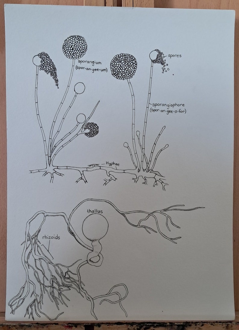 Chytrids & Zygos Original Ink Drawing on Paper, 11 X 15, Science ...