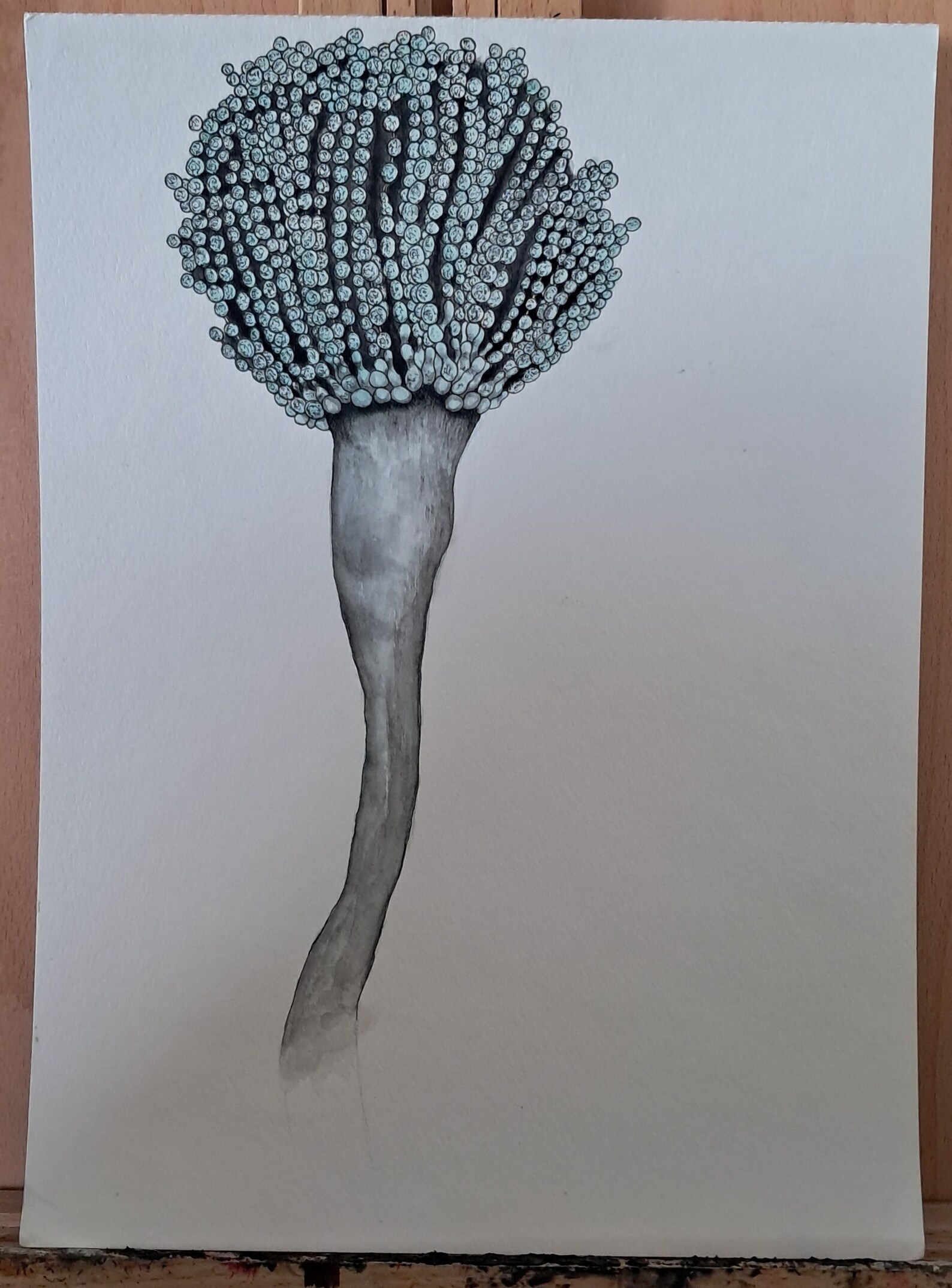 Conidiation Original Watercolor Painting on Paper, 11 X 15, Aspergillus ...