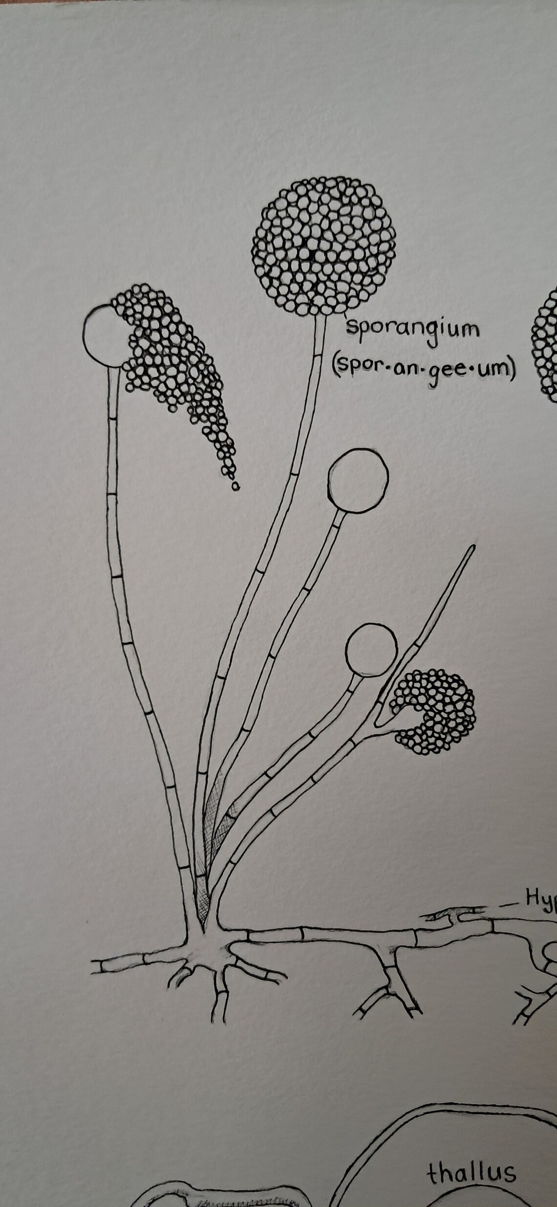 Chytrids & Zygos - Original Ink Drawing on Paper, 11" X 15", Science ...
