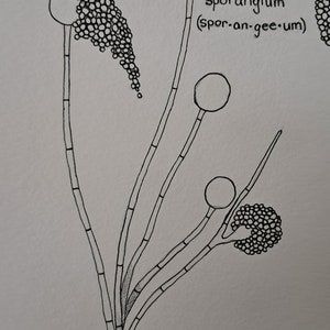 Chytrids & Zygos - Original Ink Drawing on Paper, 11" X 15", Science ...