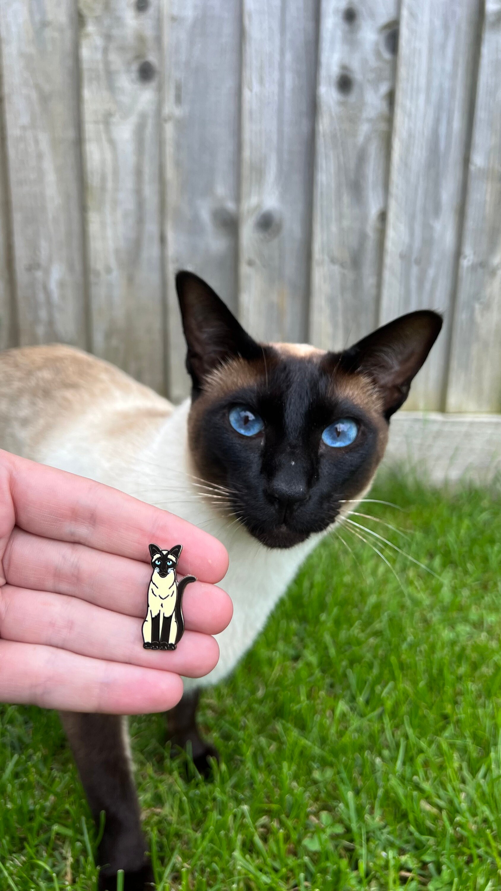 Twitch Hard Enamel Pin of Siamese Cat - Etsy