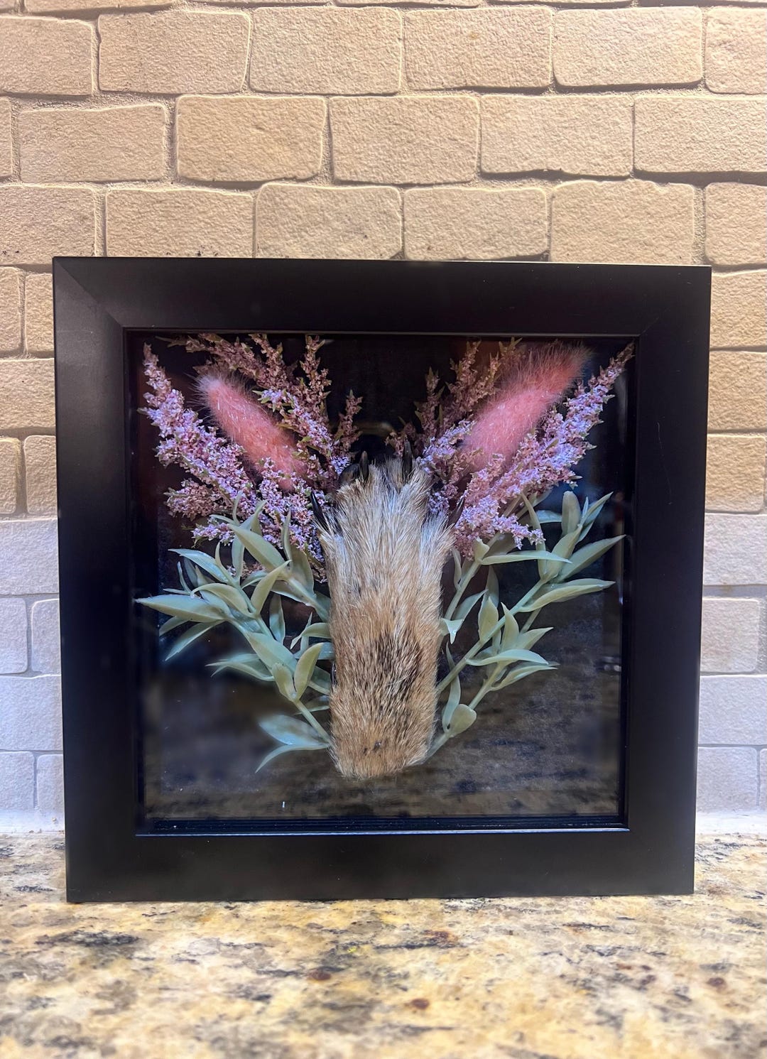 Coyote Paw in Shadow Box - Etsy
