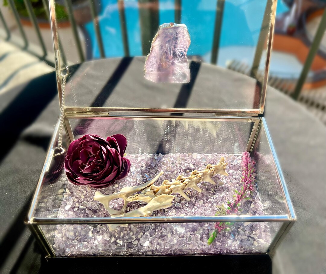 Rabbit Spine With Pelvic Bone in Glass Box - Etsy