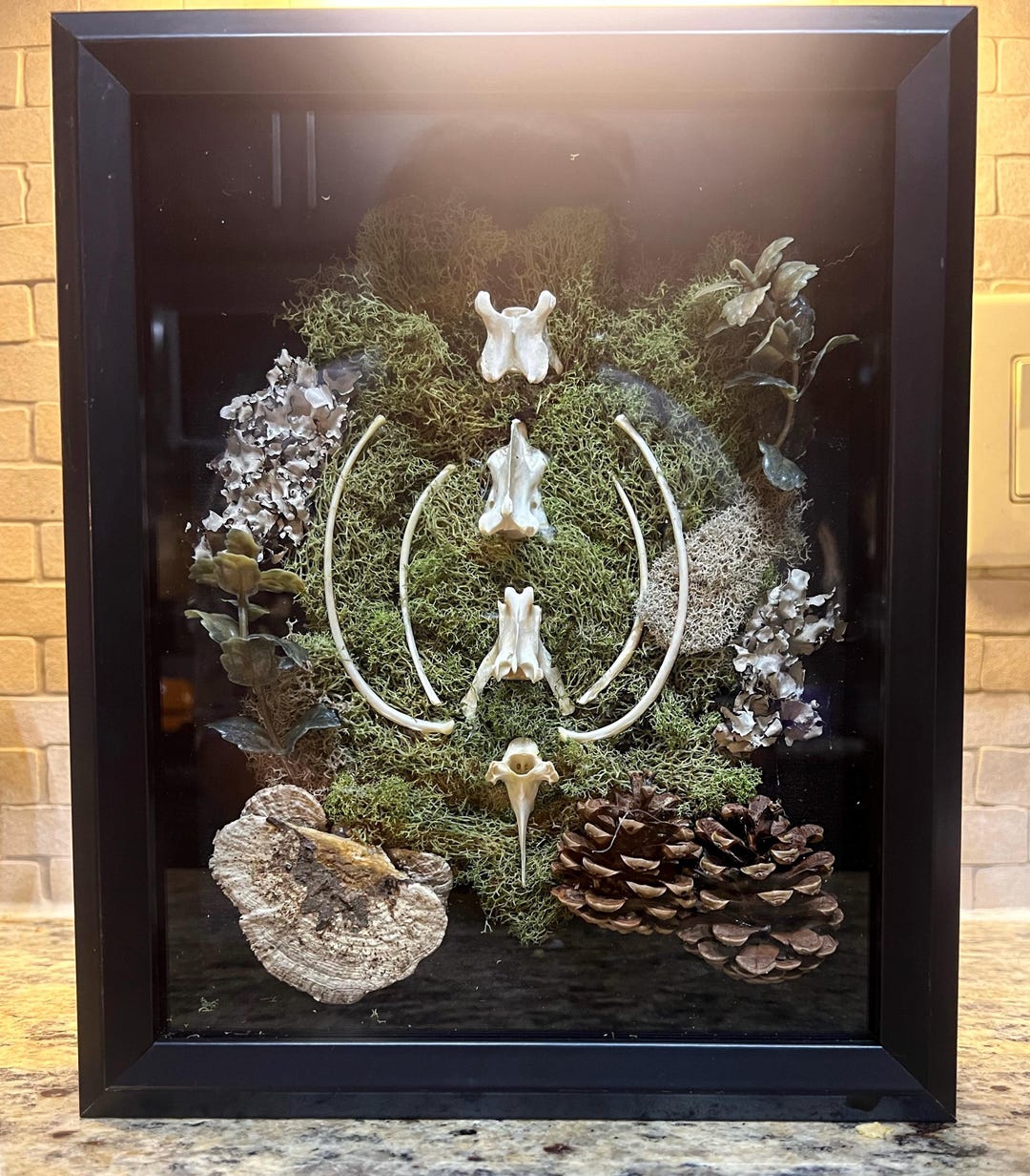 Fox Vertebrae and Ribs in Shadow Box - Etsy