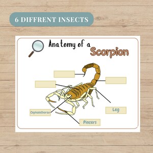 Insects Anatomy Labelling, Nature Study Bundle, Learning Materials ...