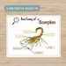 Insects Anatomy Labelling, Nature Study Bundle, Learning Materials ...