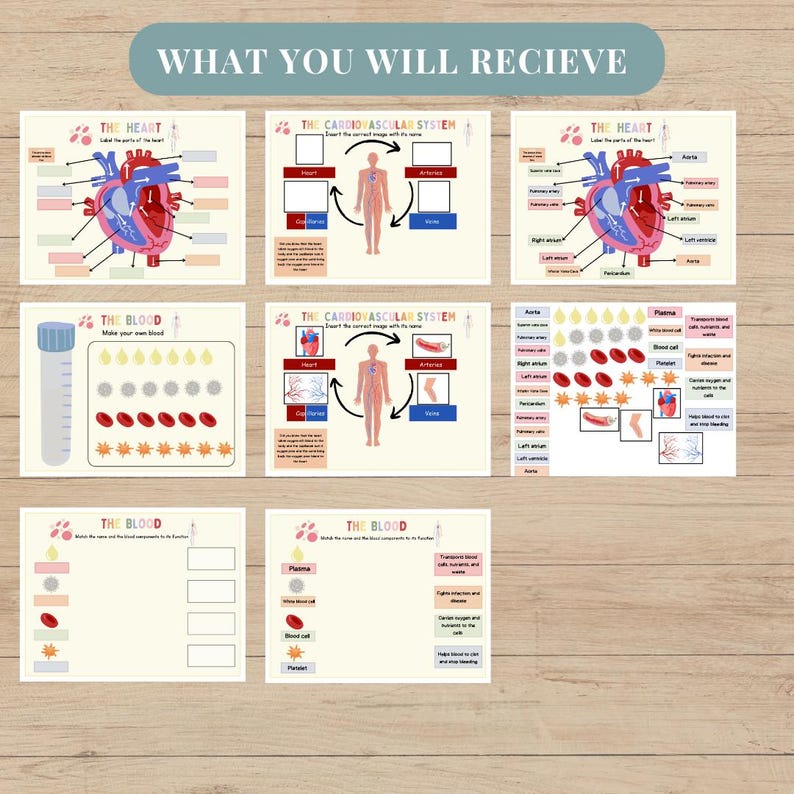 Heart Anatomy, Human Anatomy, Human Body Game, About Me, Heart Science ...