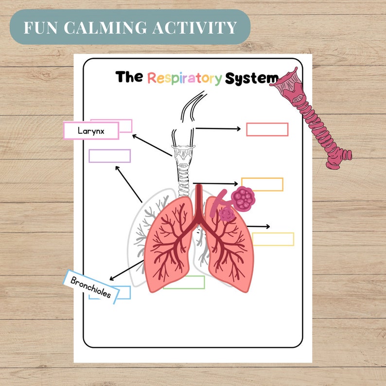 The Respiratory System, Anatomy Printable Activity, Human Body Game ...