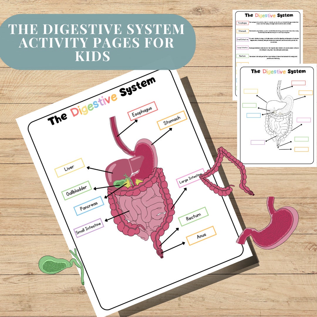 The Digestive System Anatomy Printable Activity, Human Body Game ...