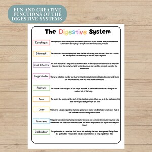 The Digestive System Anatomy Printable Activity, Human Body Game ...