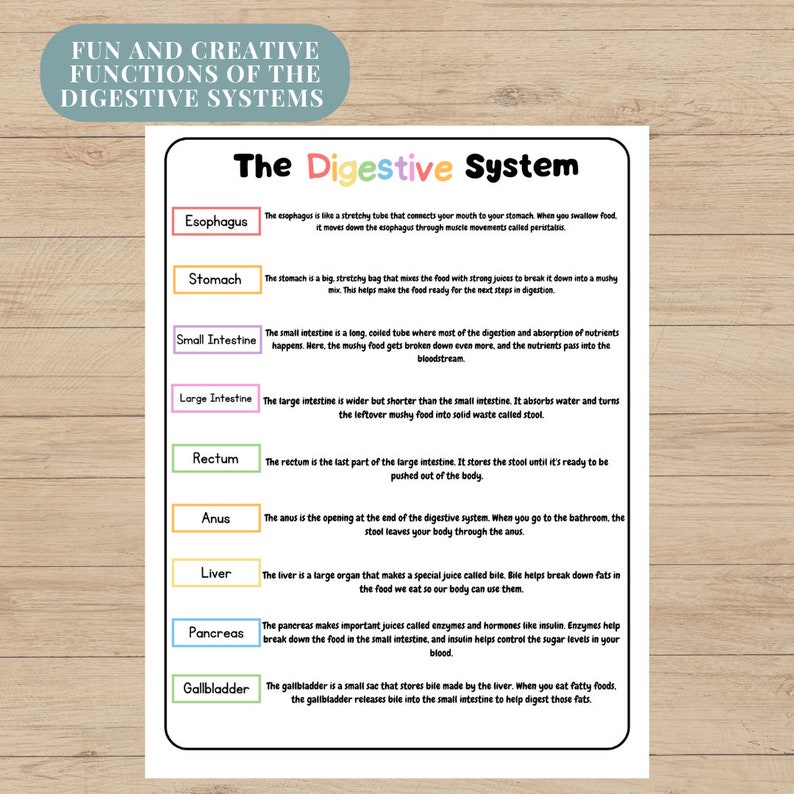 The Digestive System Anatomy Printable Activity, Human Body Game ...