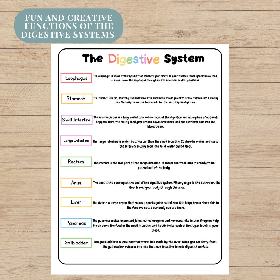 The Digestive System Anatomy Printable Activity, Human Body Game ...