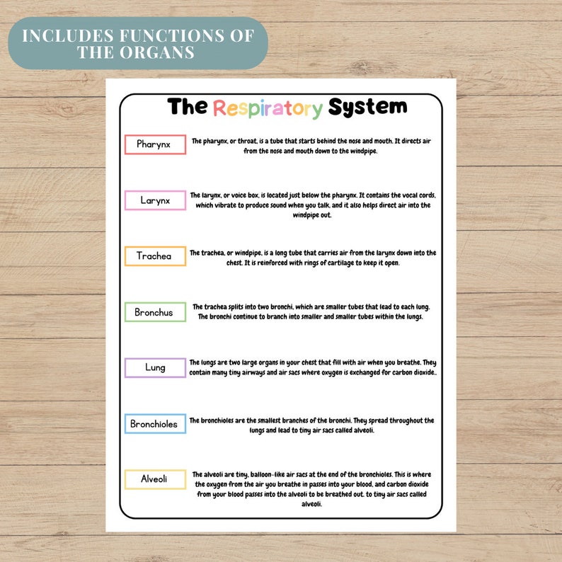 The Respiratory System, Anatomy Printable Activity, Human Body Game ...
