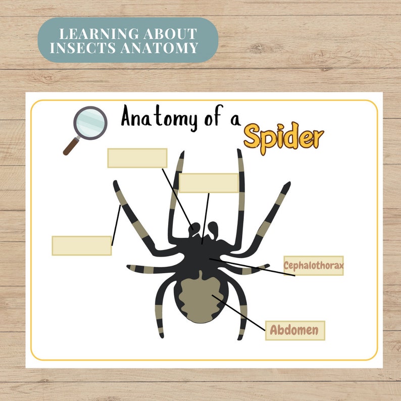 Insects Anatomy Labelling, Nature Study Bundle, Learning Materials ...