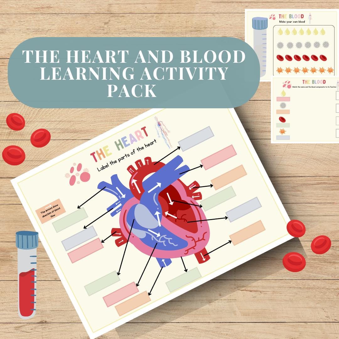 Heart Anatomy, Human Anatomy, Human Body Game, About Me, Heart Science ...