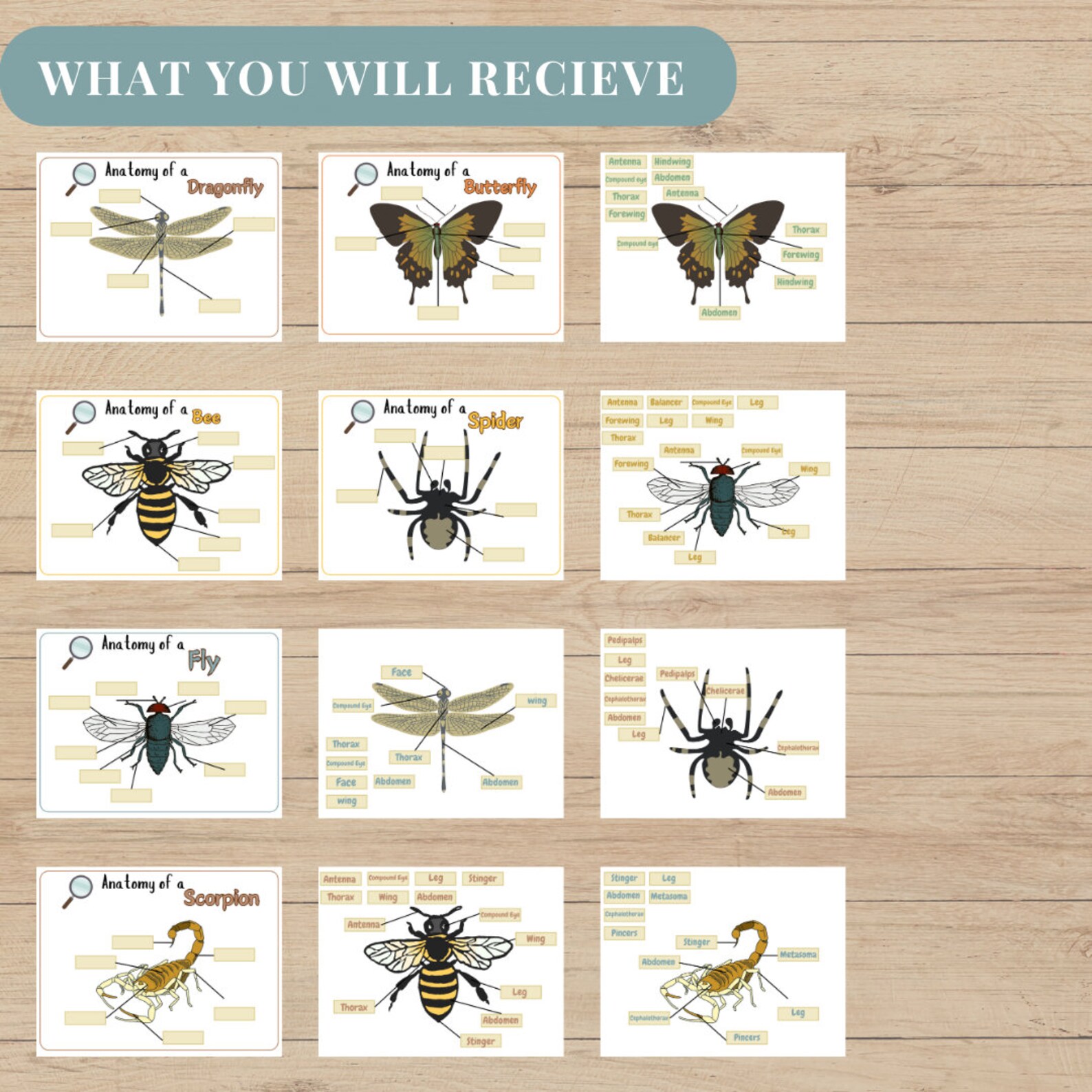 Insects Anatomy Labelling, Nature Study Bundle, Learning Materials ...