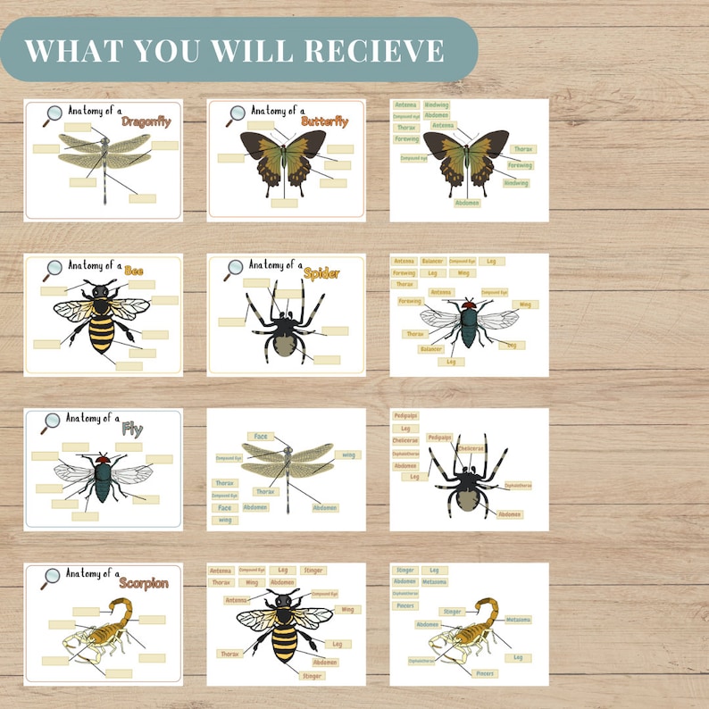 Insects Anatomy Labelling, Nature Study Bundle, Learning Materials ...