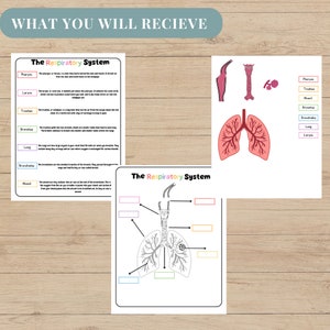 The Respiratory System, Anatomy Printable Activity, Human Body Game ...