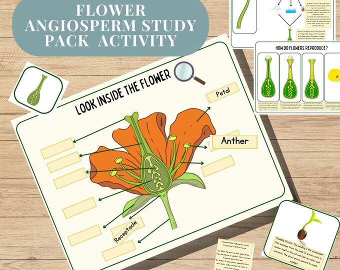 Flowers Unit Study Pack, Nature Study Bundle, Life Cycle of Flower ...